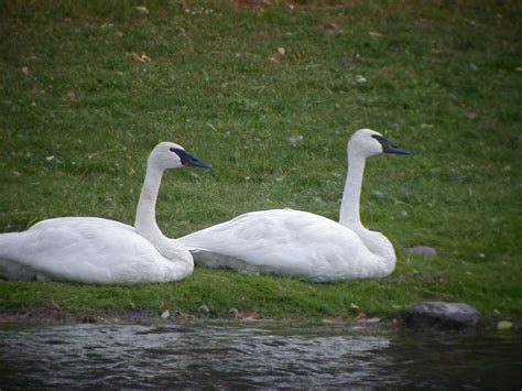 Swan Identification