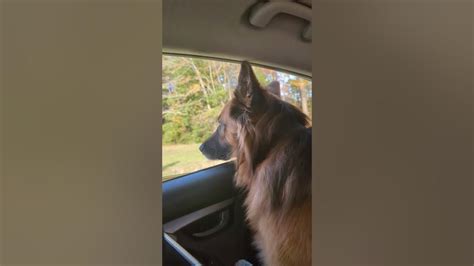 Going To The Vet For Proheart Dose Youtube