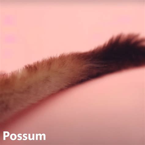 Possum Vs Opossum 10 Ways To Tell Them Apart Rhythm Of The Home