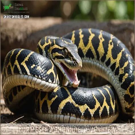 Burmese Pythons Eat Surprising Truths About Their Wild Diet