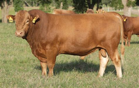 Brown Cow Breeds