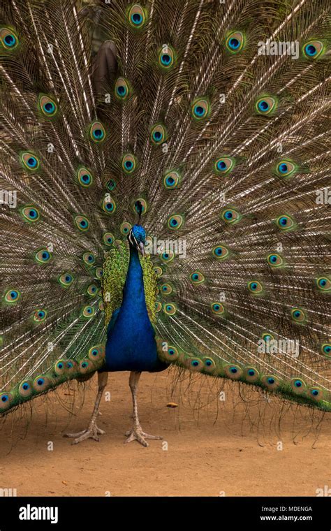 Peacock Displaying Its Feathers In A Fan Shape As Part Of A Courtship
