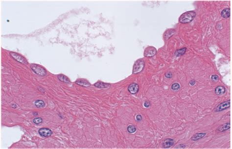 Histology Flashcards Quizlet
