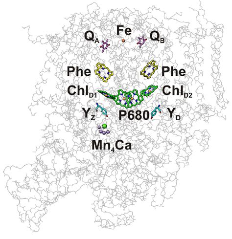 3d Structure Of The Ps Ii Core Complex The View Is Parallel To The