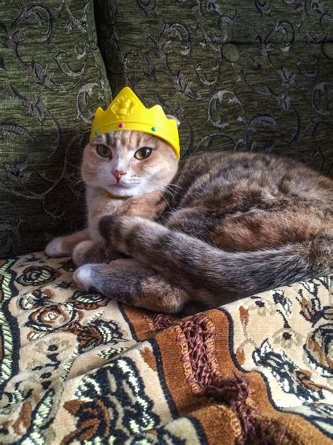 Ксена Пикабу