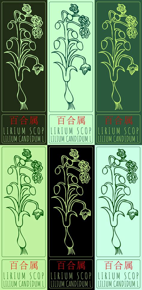 Set Of Drawing Lirium Scop In Chinese In Various Colors Hand Drawn Illustration Latin Name Is
