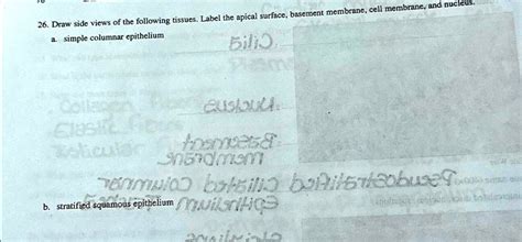26 Draw Side Views Of The Following Tissues Label The Apical Surface Basement Membrane Cell