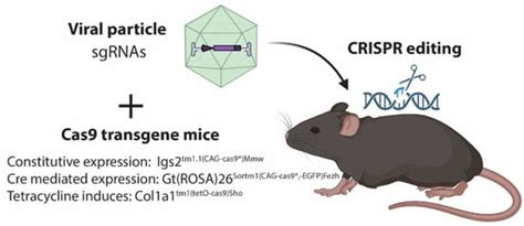Application Of Crispr For In Vivo Mouse Cancer Studies