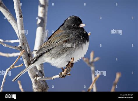 Oregon Junco Junco Hyemalis Oreganus A Dark Eyed Junco Junco