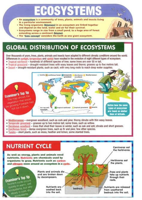 Ecosystem Visual Summary Guide With Key Terms And Diagrams By Sociogems