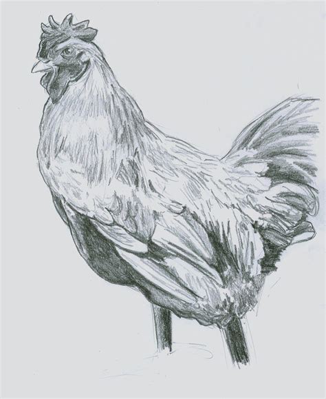 Chicken Drawing References And Sketches For Artists