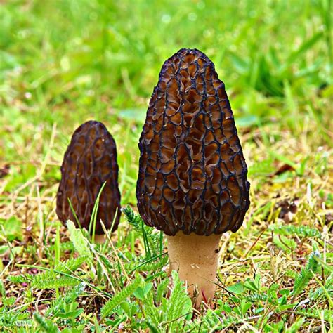 Waxy Cap Mushrooms Comprehensive Identification Guide Mushroom
