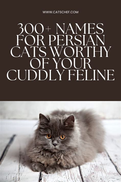 300 Names For Persian Cats Worthy Of Your Cuddly Feline Persian Cat