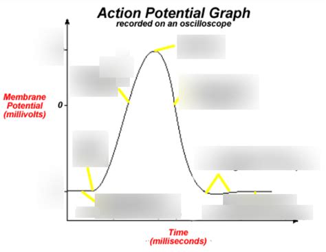 Action Potential Diagram Diagram Quizlet