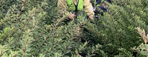 Bore Skule Mosetussene På Tur I Uke 39