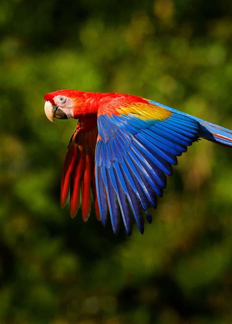 22 Scarlet Macaw Facts Guide To The Beautiful Ara Macao Artofit