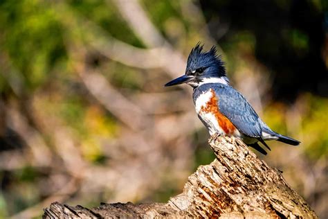 Belted Kingfisher Animal Facts Megaceryle Alcyon A Z Animals