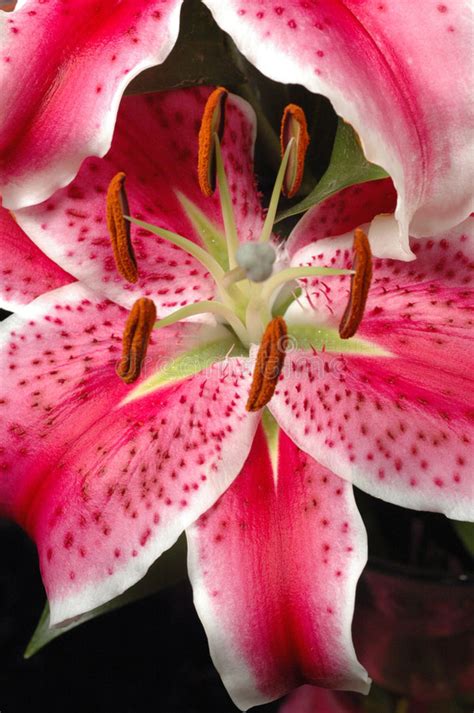 百合花高清图片 百合花 百合花图片免费下载 5135746082 千图网pro