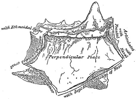 4 9 Endoscopic Ethmoidectomy Fess Surgical Technique Medicine