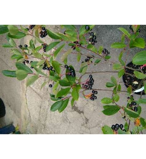 Aronia Melanocarpa Hugin 15lt