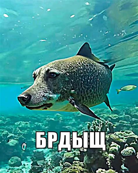 брдыщ ориг Смешные мемы Веселые мемы Забавные картинки