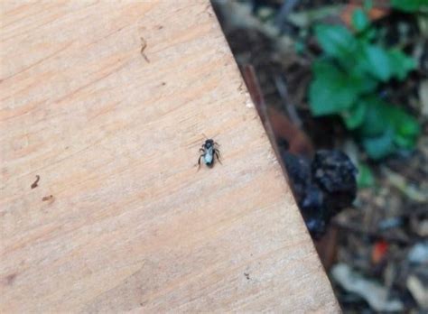 Stingless Queen Bee Mating Flight Australian Native Bee