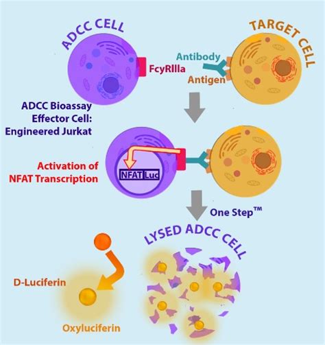 Measure Antibody Dependent Cell Mediated Cytotoxicity Adcc Tebubio