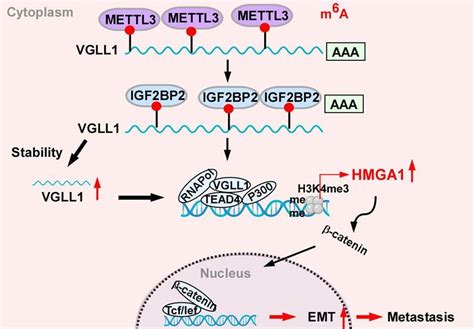 Shrna Gencefe Customercitation Ovariancancer Vgll1 Gencefe Biotech