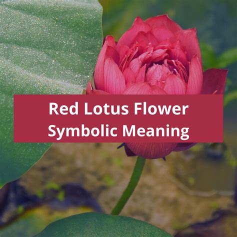 Red Lotus Flowers Symbolic Meaning And Symbolism
