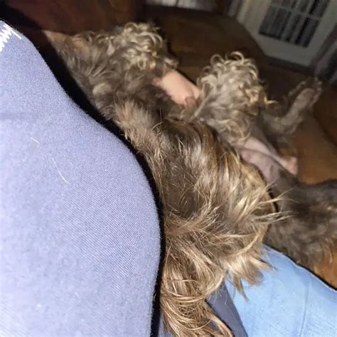 Suki Bear Labradoodle Purina Uk