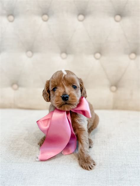 Micro F1b Cavapoo Girl 2000 Lake Cumberland Doodle Farm