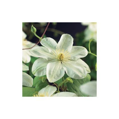 De Clematis Patens Guernsey Cream Eenvoudig En Snel Online Bestellen