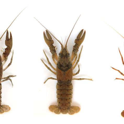 Overall Median Aggression Scores For Invasive And Native Crayfish