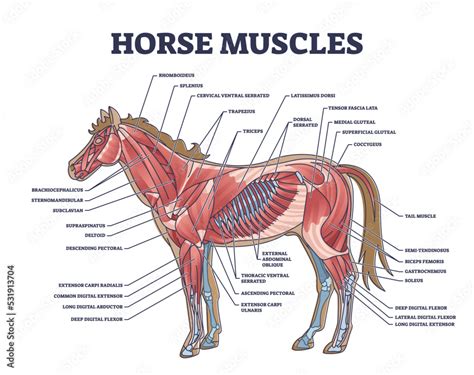 Horse Muscles Structure With Detailed Isolated Muscular System Anatomy
