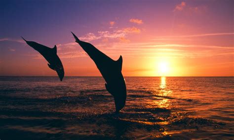 Conseils Et Astuces Pour Réserver Votre Plongée Avec Les Dauphins