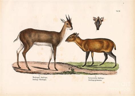 Salts Dik Dik And Common Duiker 1848 Lithography Drawing By Conrad