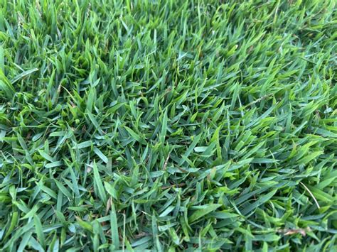 Empire Zoysia King Ranch Turfgrass