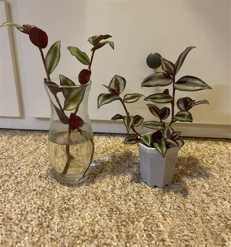 Water Vs Soil Propagation Rproplifting