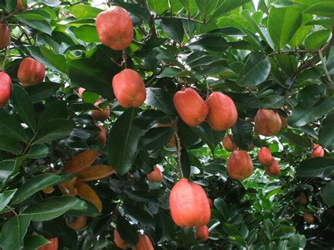 100 Ackee Wallpapers