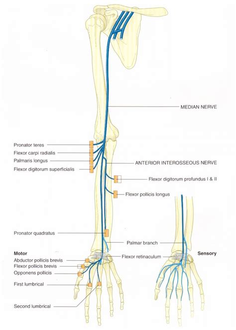 Median Nerve In Hand Anatomy