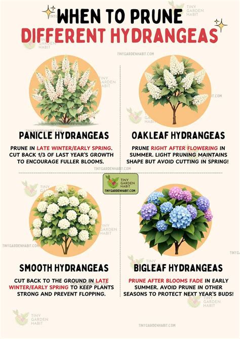 Pruning Hydrangeas Heres The Best Time For Each Growing Zone In 2025