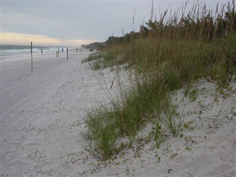 Uniola Paniculata Images Useful Tropical Plants