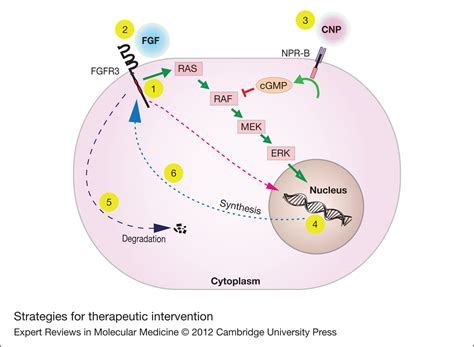 Fgfr3 Mutation Achondroplasia