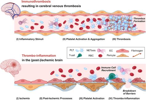 Immunothrombosis Versus Thrombo Inflammation Platelets In