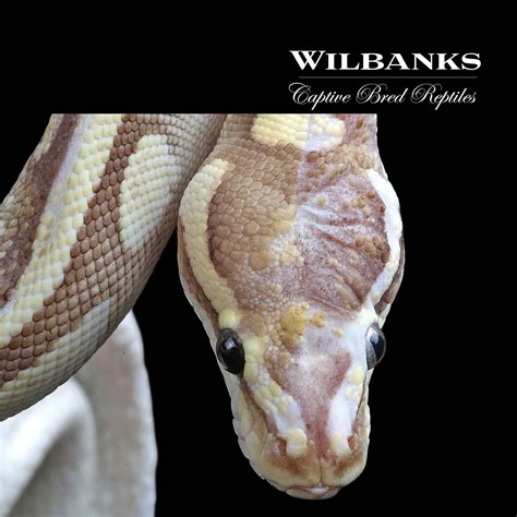 Atomic Ball Python Traits Morphpedia Atomic Ball Python Traits Morphpedia