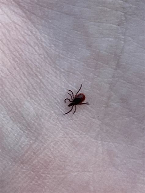 Black Legged Ticks Id And Control Better Termite