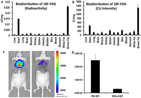Ab Biodistribution Of 18f Fdg In Dissected Tissues Radioactivity Download Scientific