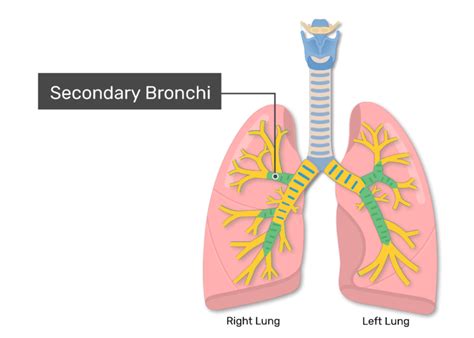 Bronchial Tubes Structure Functions And Location Bronchus Anatomy