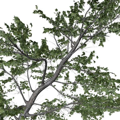 Artstation Plitvice Maple Tree 07 High Poly Tree 3d Model Game