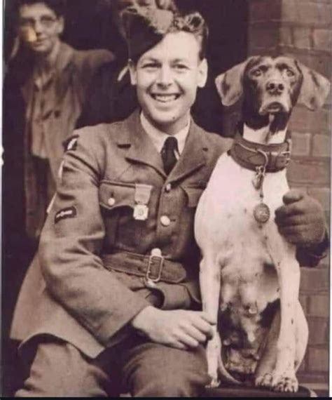 Judy Uma Pointer Pura Foi A Mascote De Vários Navios No Pacífico E Foi Capturada Pelos